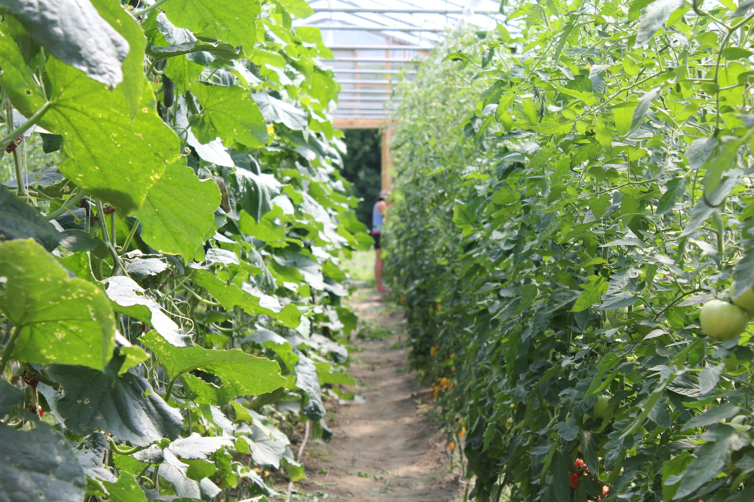 Old Soul Farm