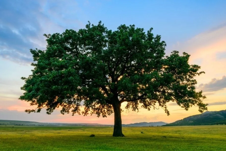 Our Lady of Mount Carmel