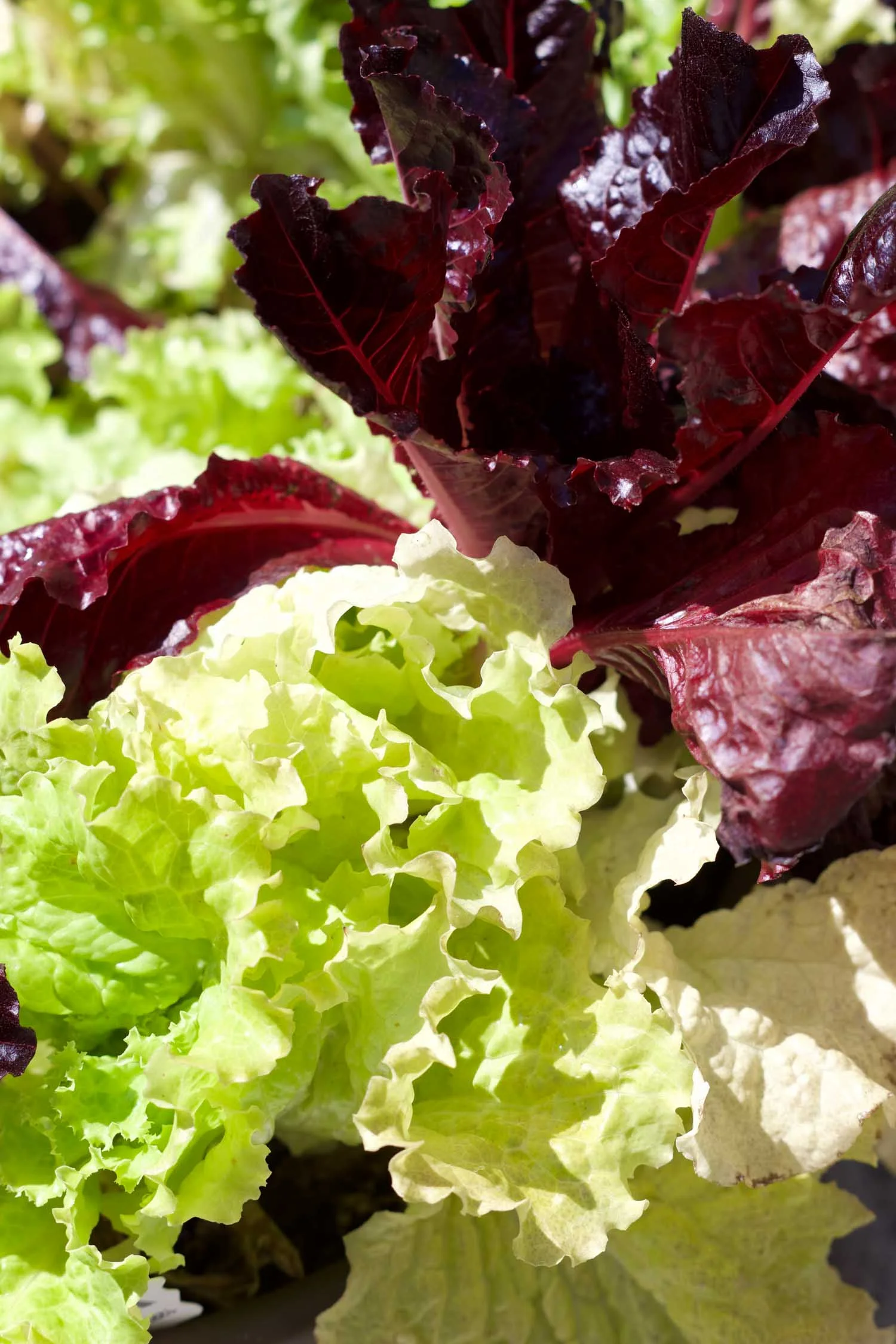 The Ultimate Garden Salad, Quick and Easy • Beautiful Ingredient