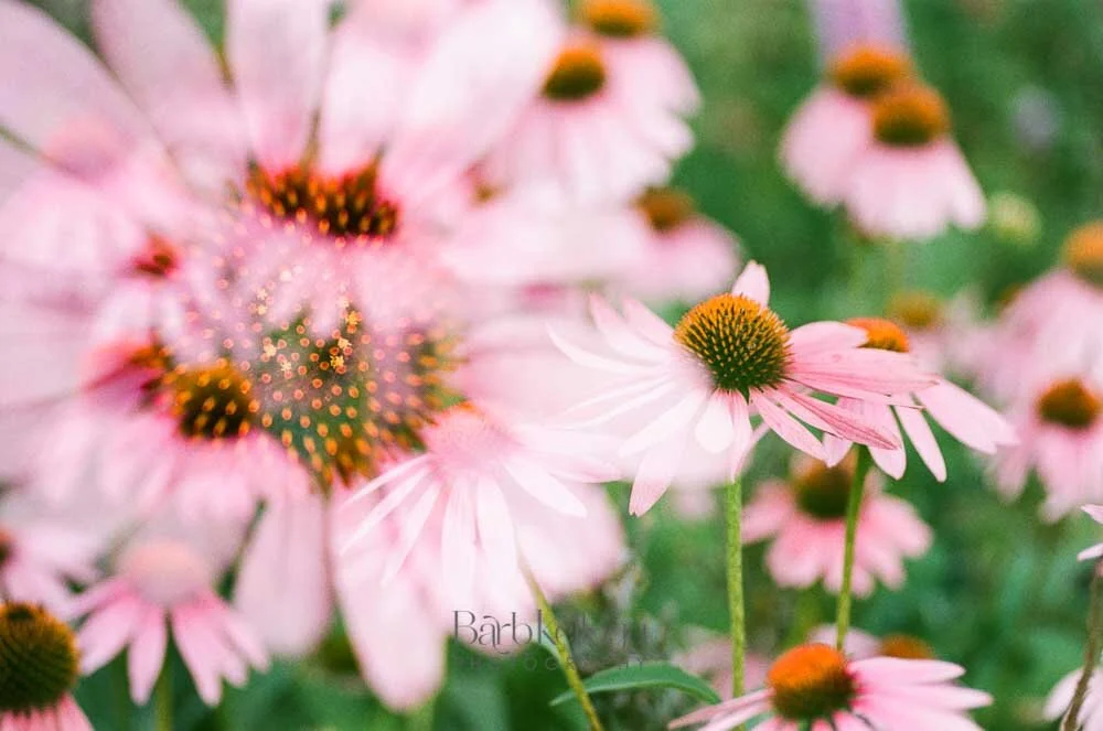Floral and Intimate Landscape Photography - Barb Kellogg Photography ...