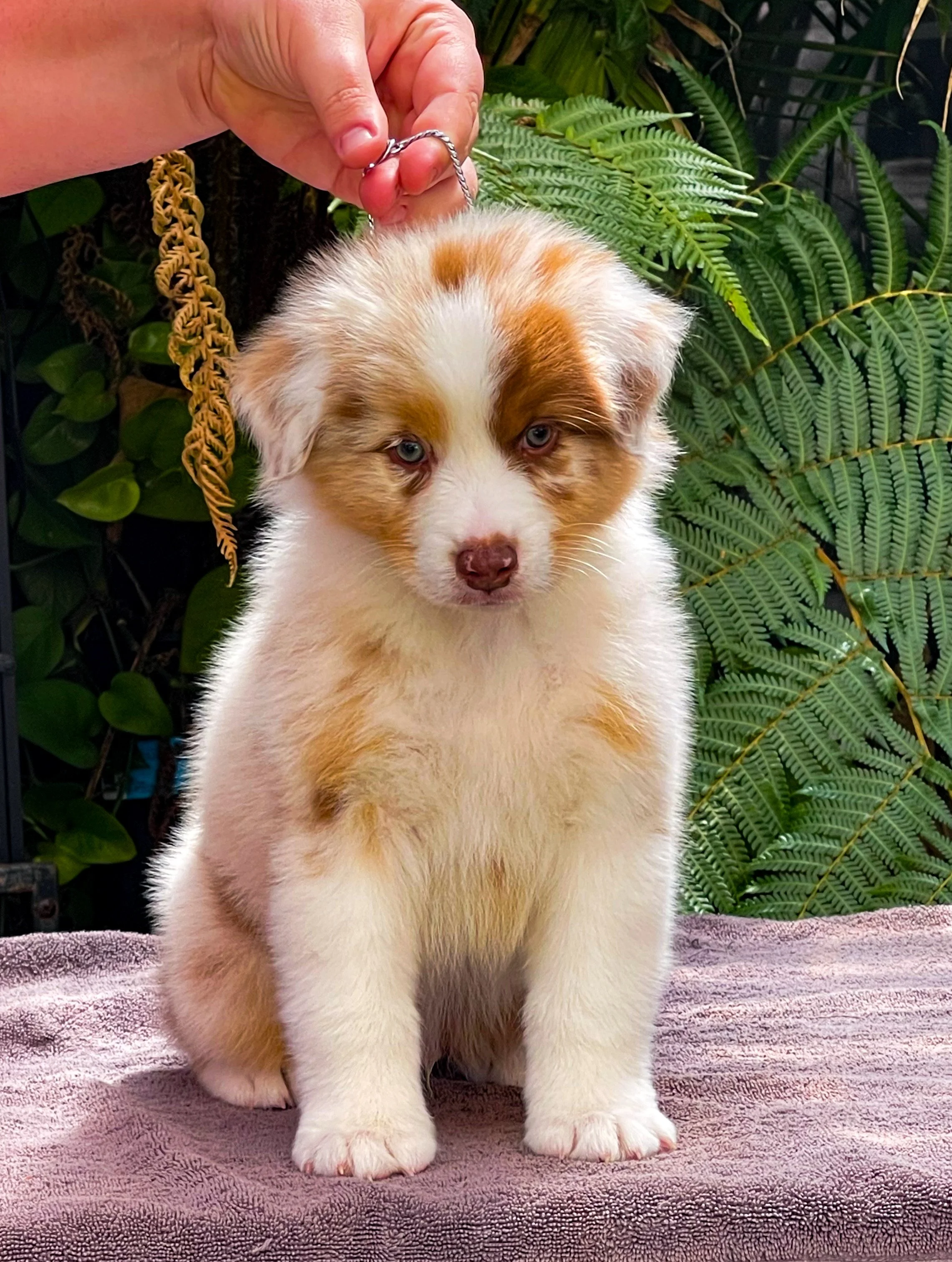 Shoreline Australian Shepherds-Available Puppies
