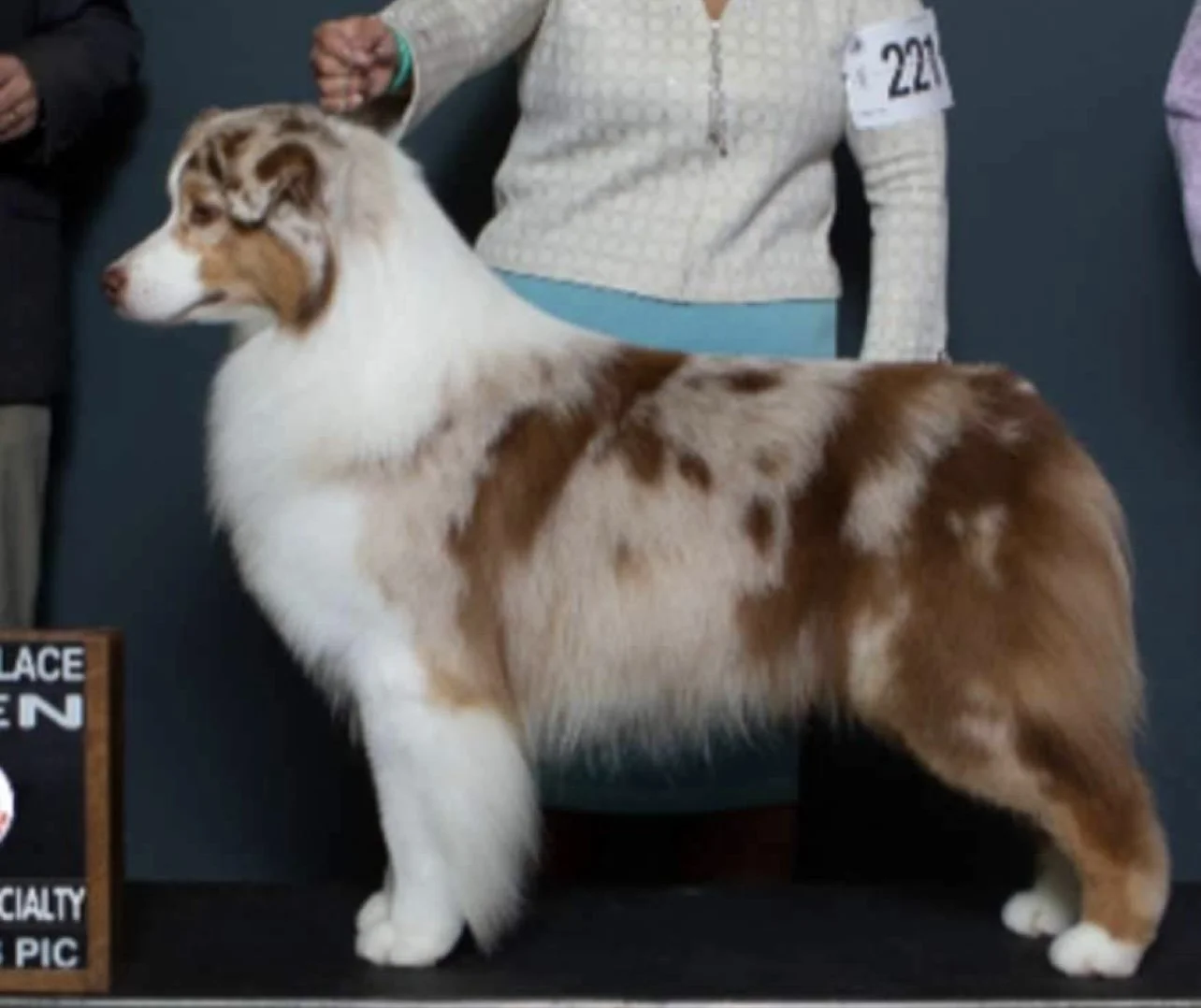 Shoreline Australian Shepherds-Available Puppies