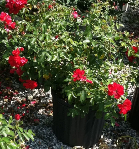 ROSA X ‘Chateau Merlot’ / Flower Carpet Rose — Hawkins Landscape ...