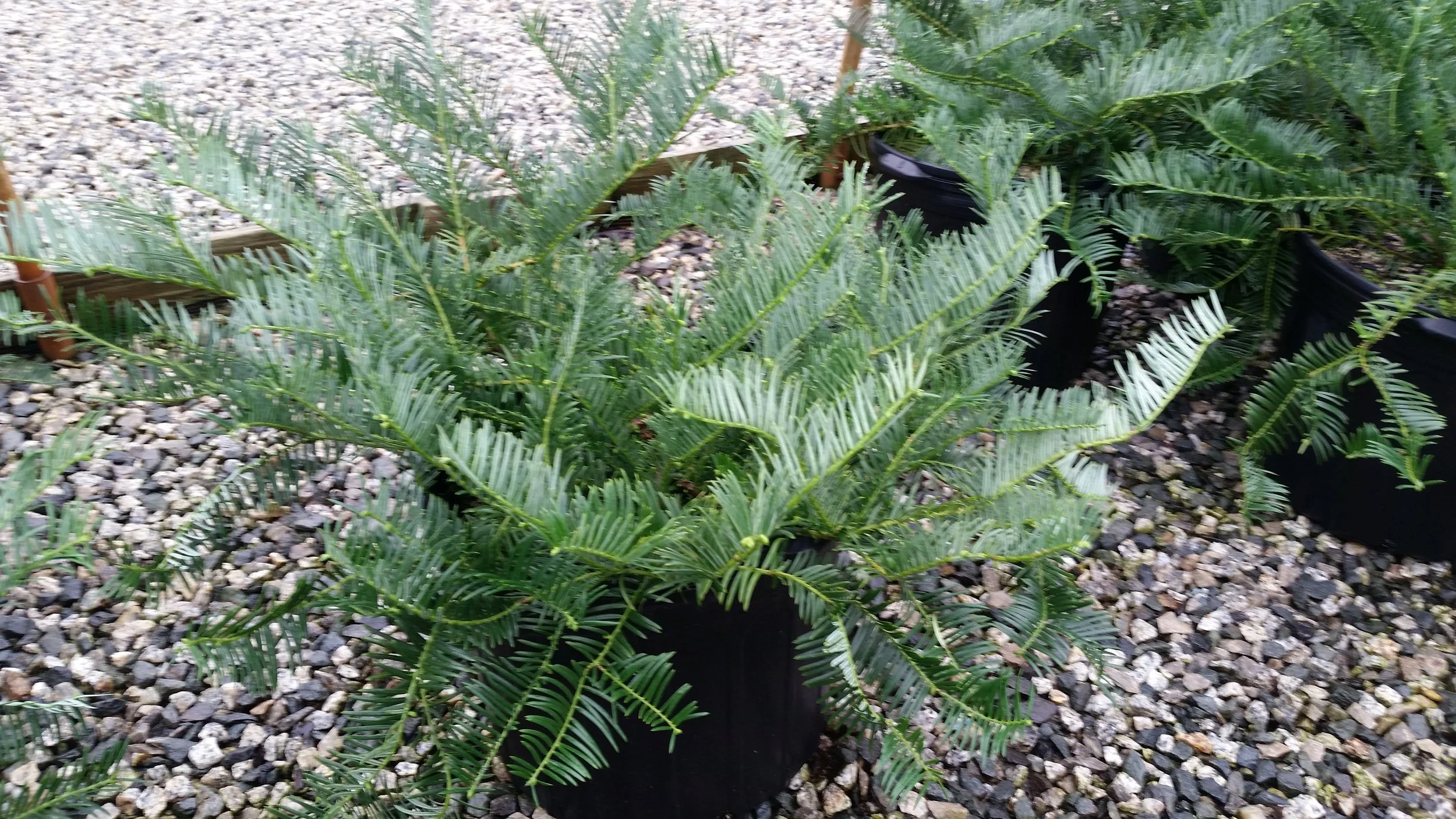 CEPHALOTAXUS Harringtonia ’Drupacea’ / Spreading Plum Yew — Hawkins ...