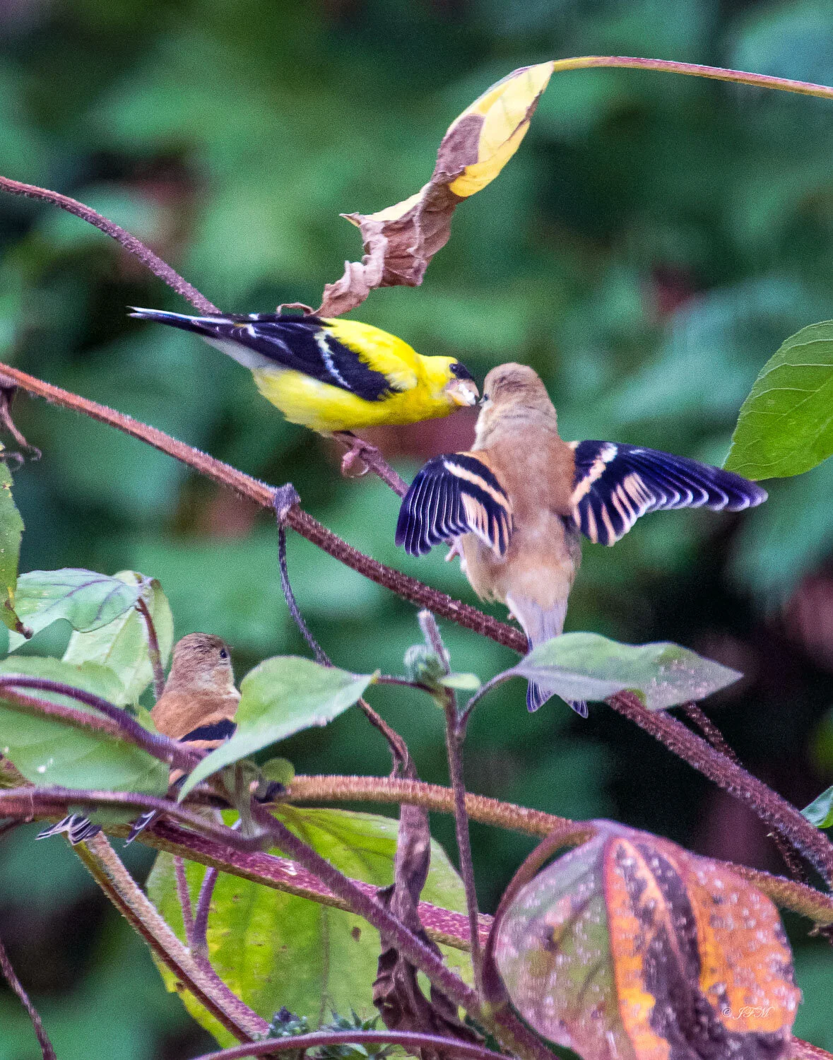 Treatise American Goldfinch — JFM Photography