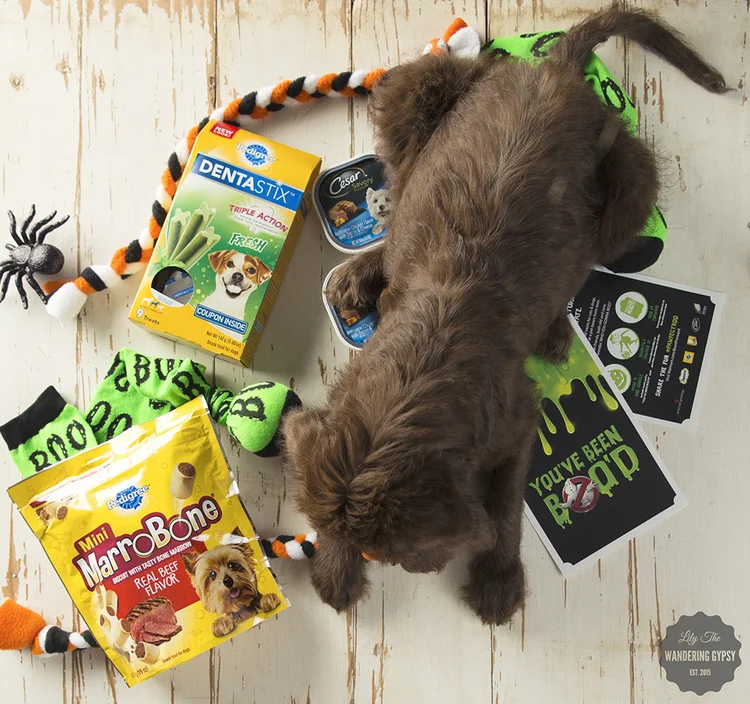 How To Create A Halloween BOO Kit (A Dog Gift Basket for Halloween ...
