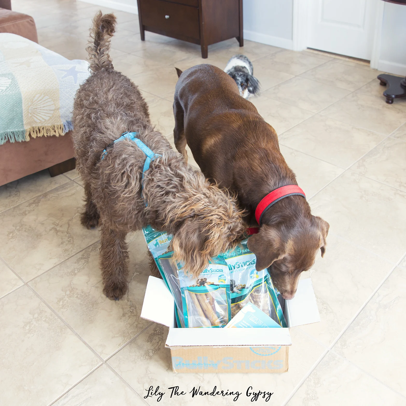 Best Bully Sticks - We Love These Dog Chews — Lily The Wandering Gypsy