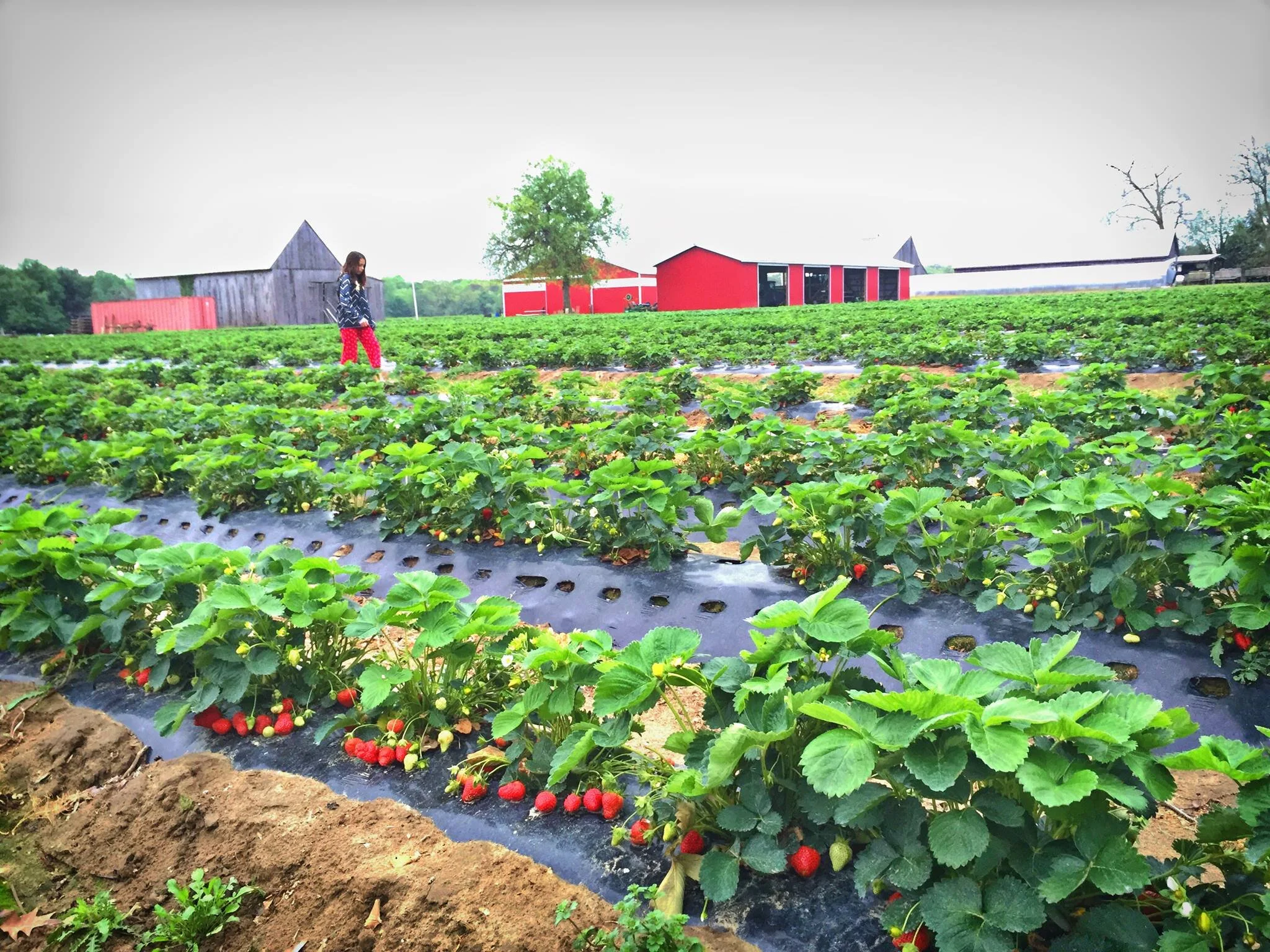 Pick Your Own Strawberries - Swann Farms