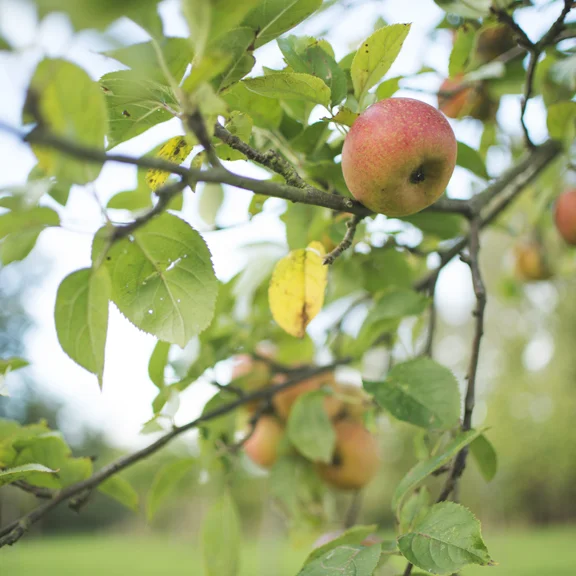 Stody Lodge Gardens - open garden in Norfolk — Stody Estate