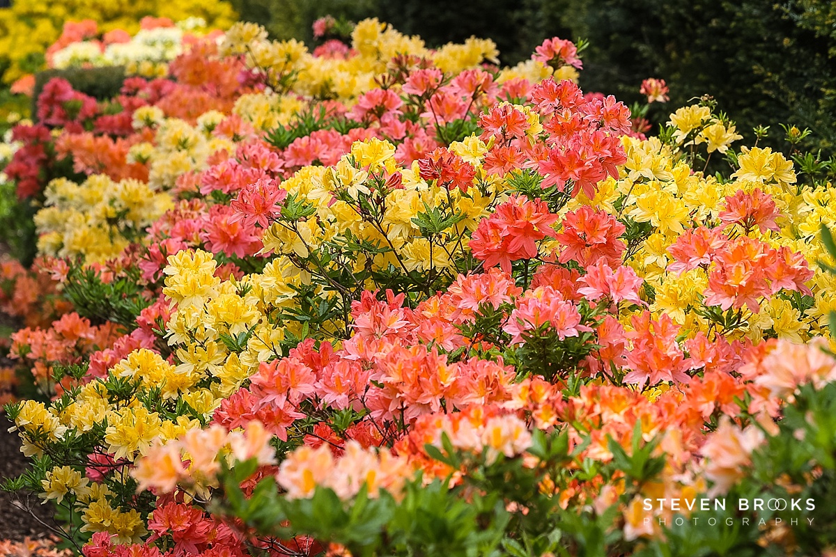 Stody Lodge Gardens - open garden in Norfolk — Stody Estate