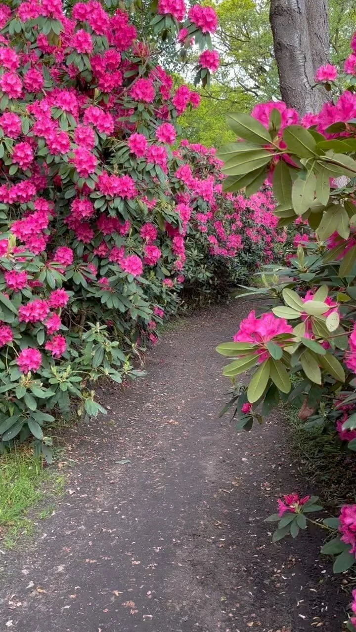 Stody Lodge Gardens opens in aid of the National Garden Scheme today ...