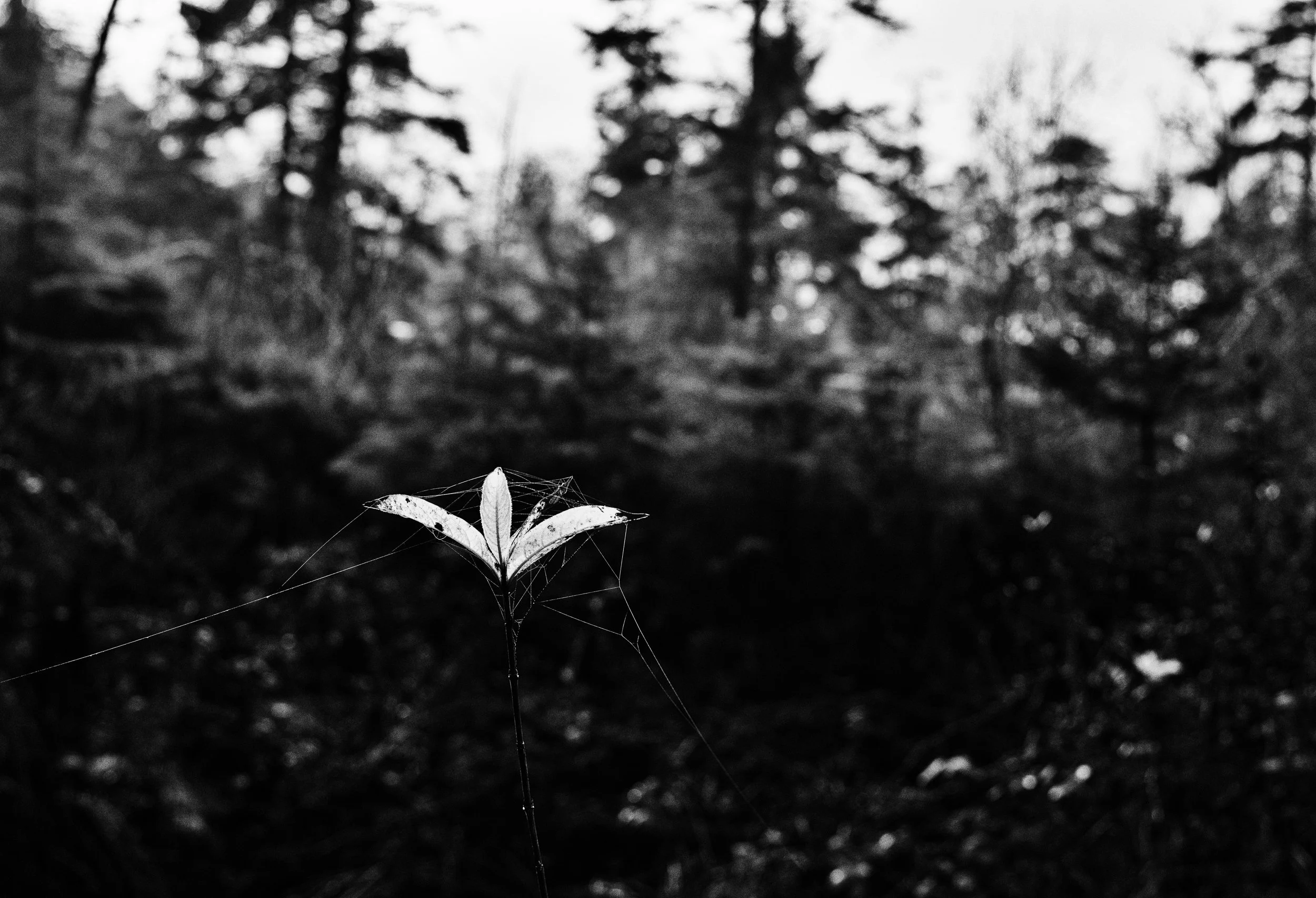 Oregon 2024 — Andrew Wyllie