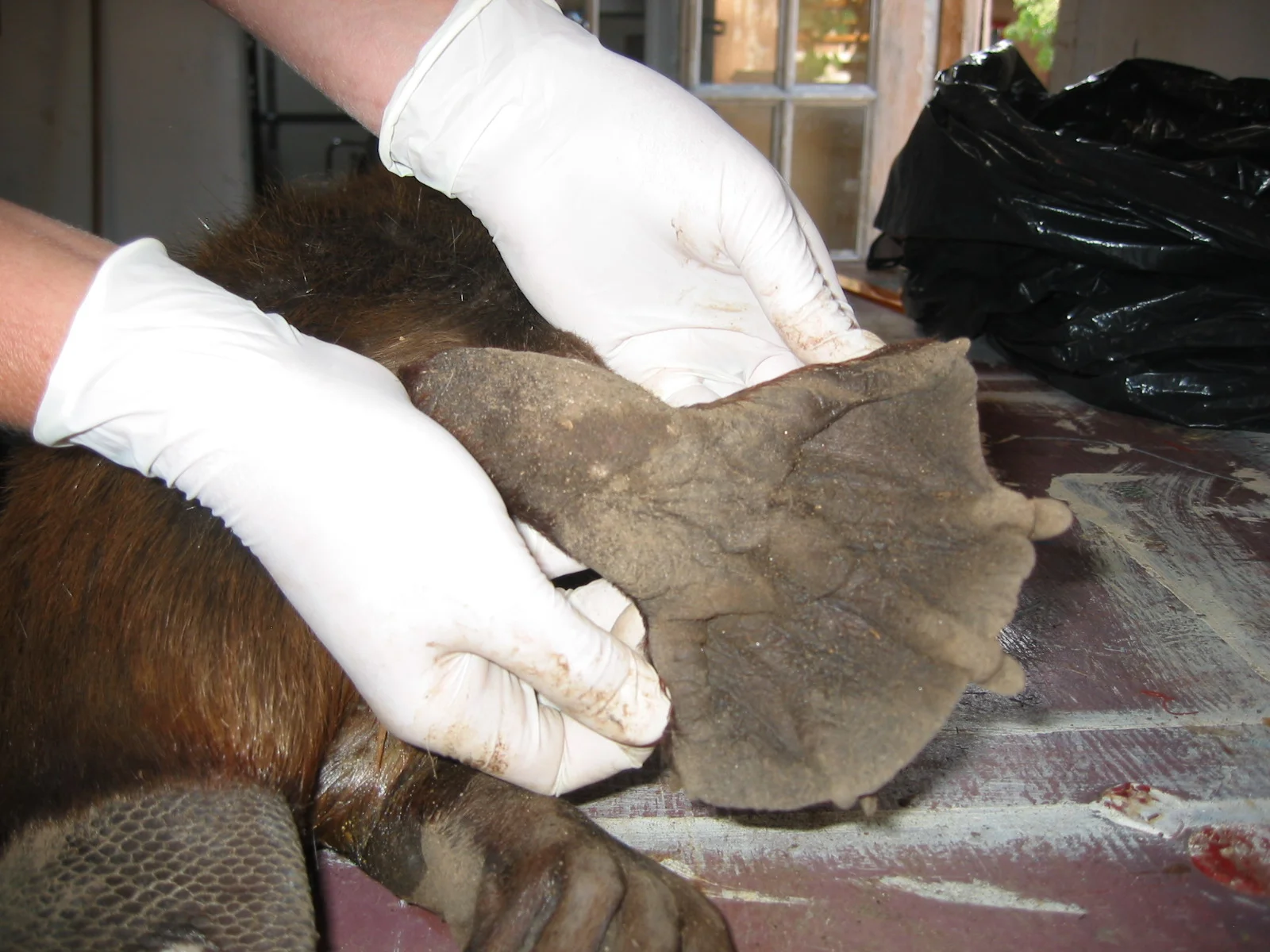 Building Riparian Resilience through Beaver Restoration — Seventh ...