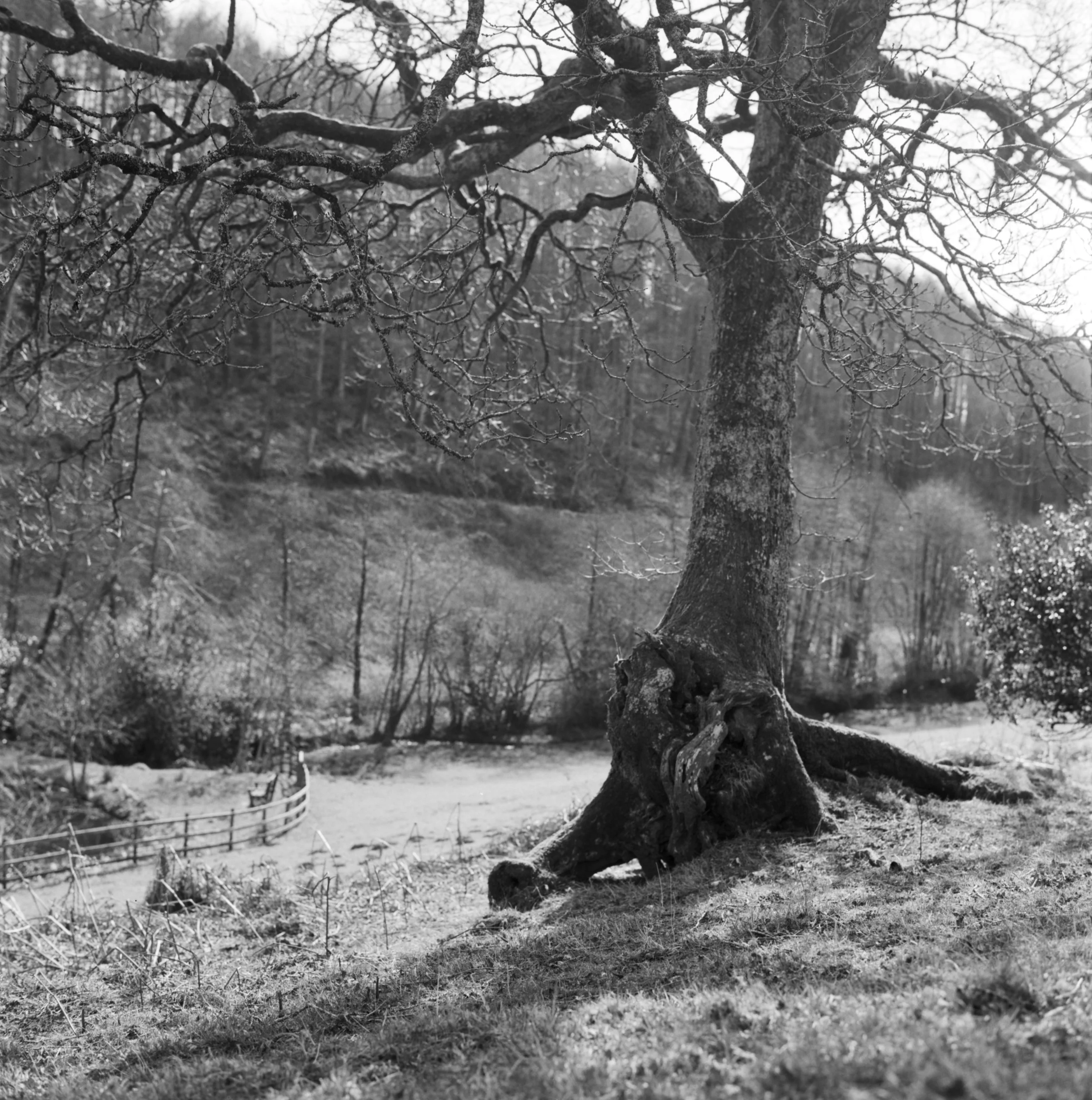 Emily Rath Orzabal — Wild