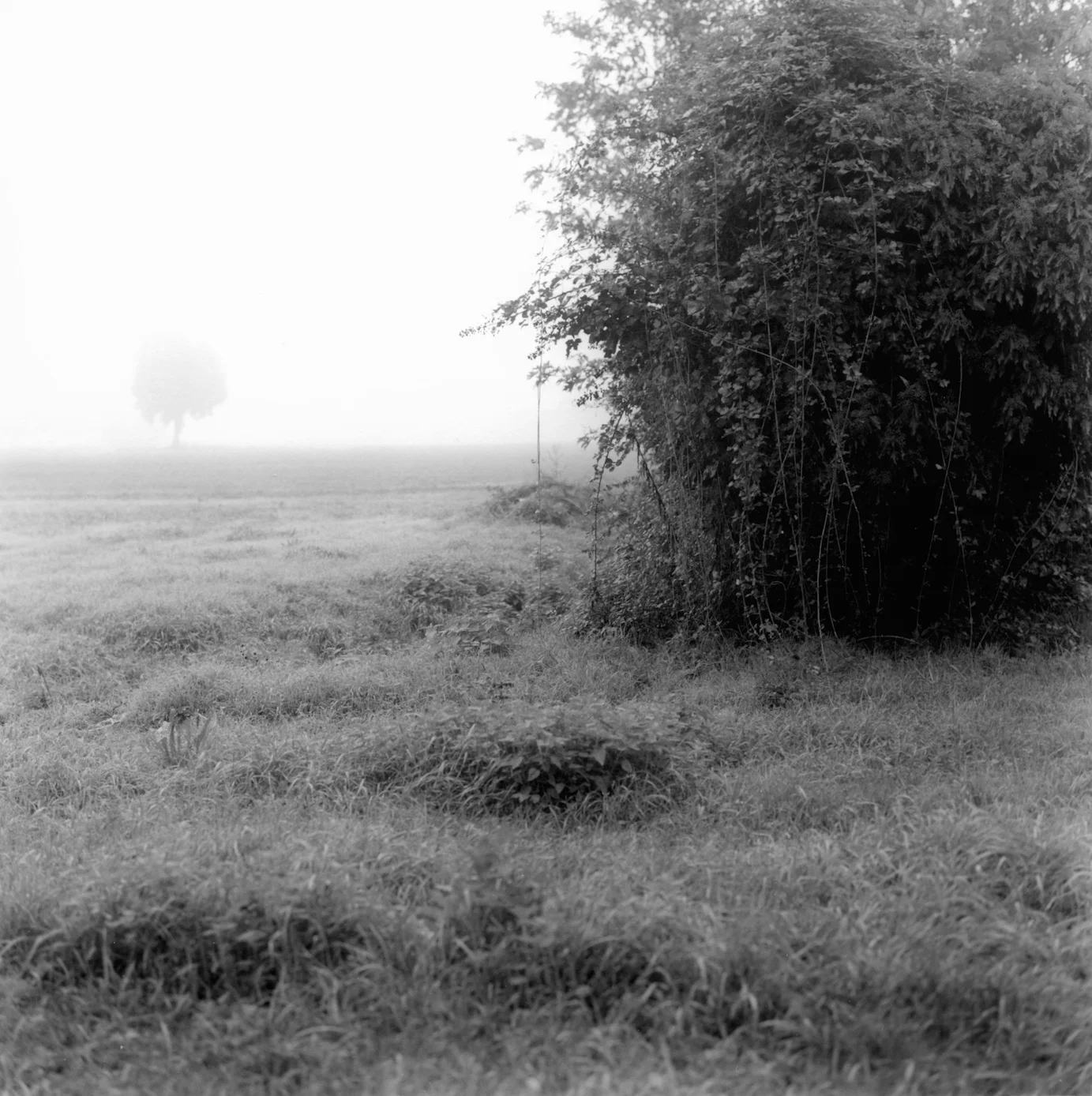 Emily Rath Orzabal — Wild