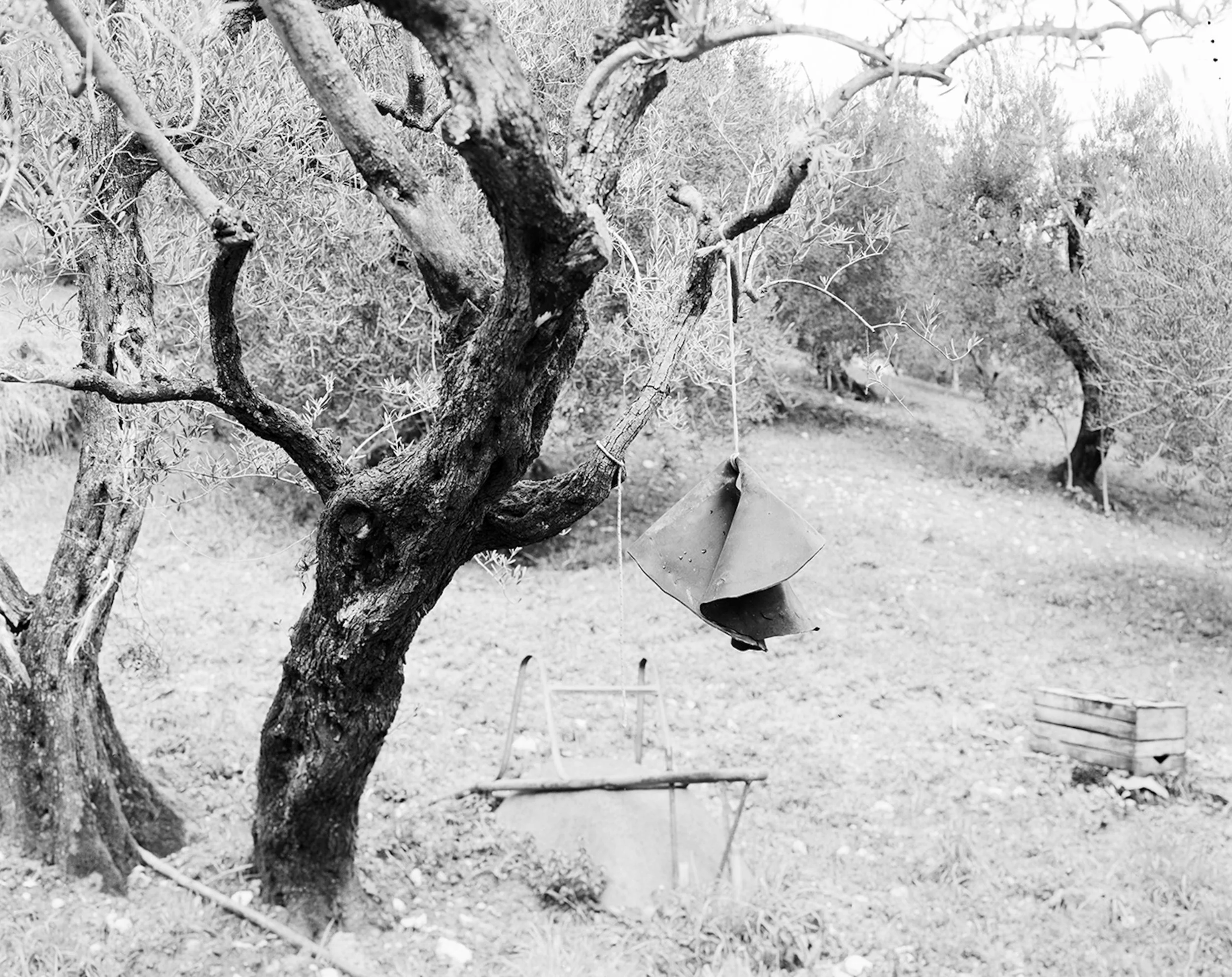 Emily Rath Orzabal — Wild