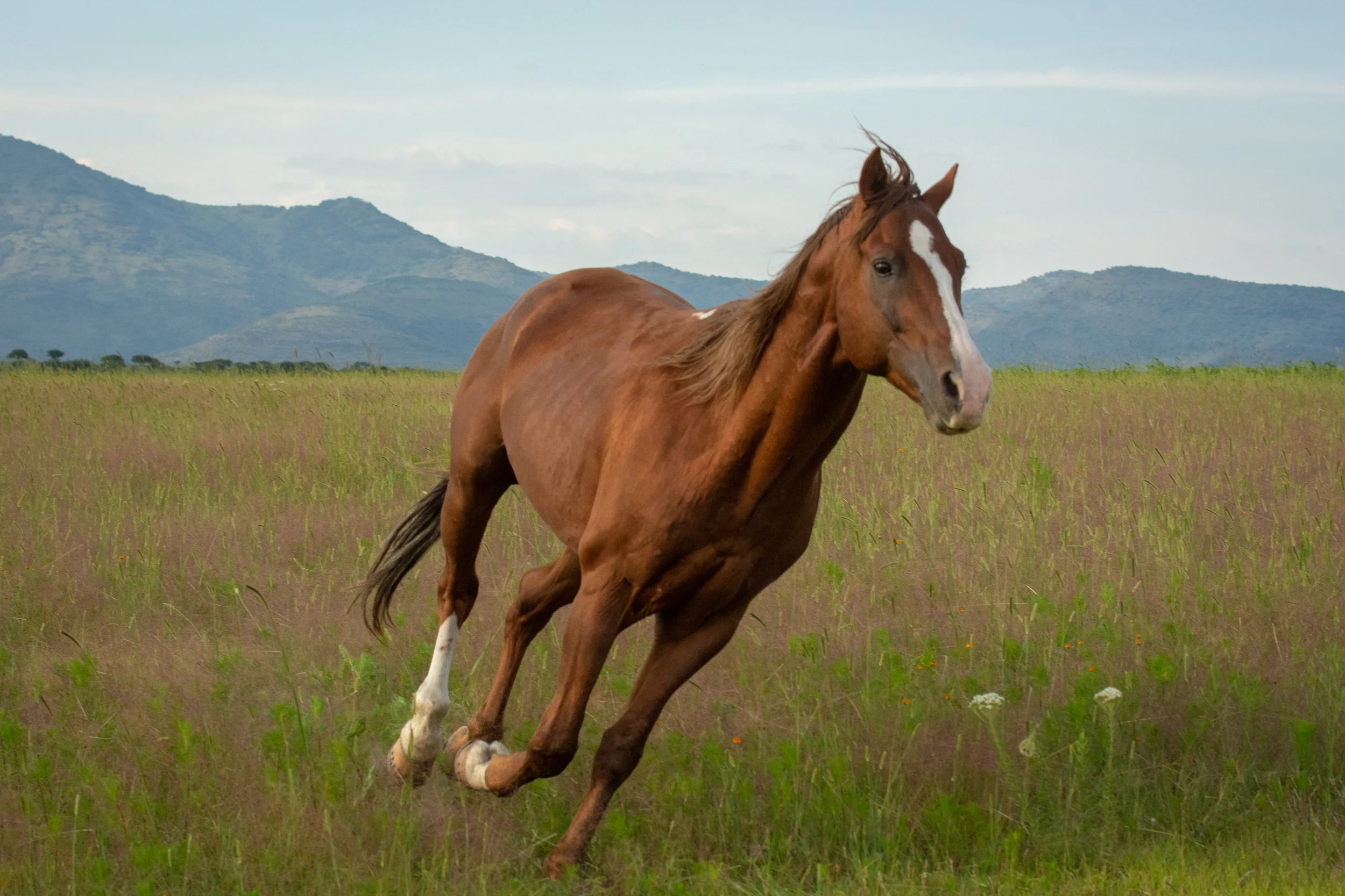 Emily Rath Orzabal — Wild