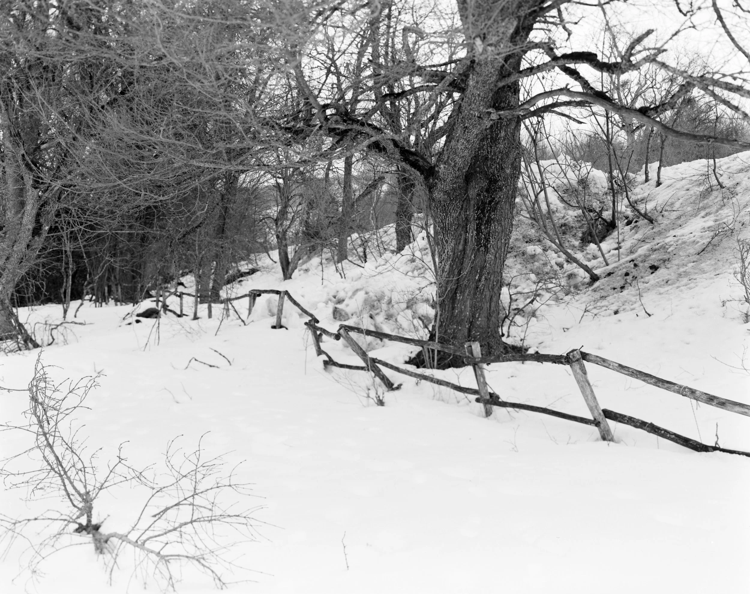 Emily Rath Orzabal — Wild