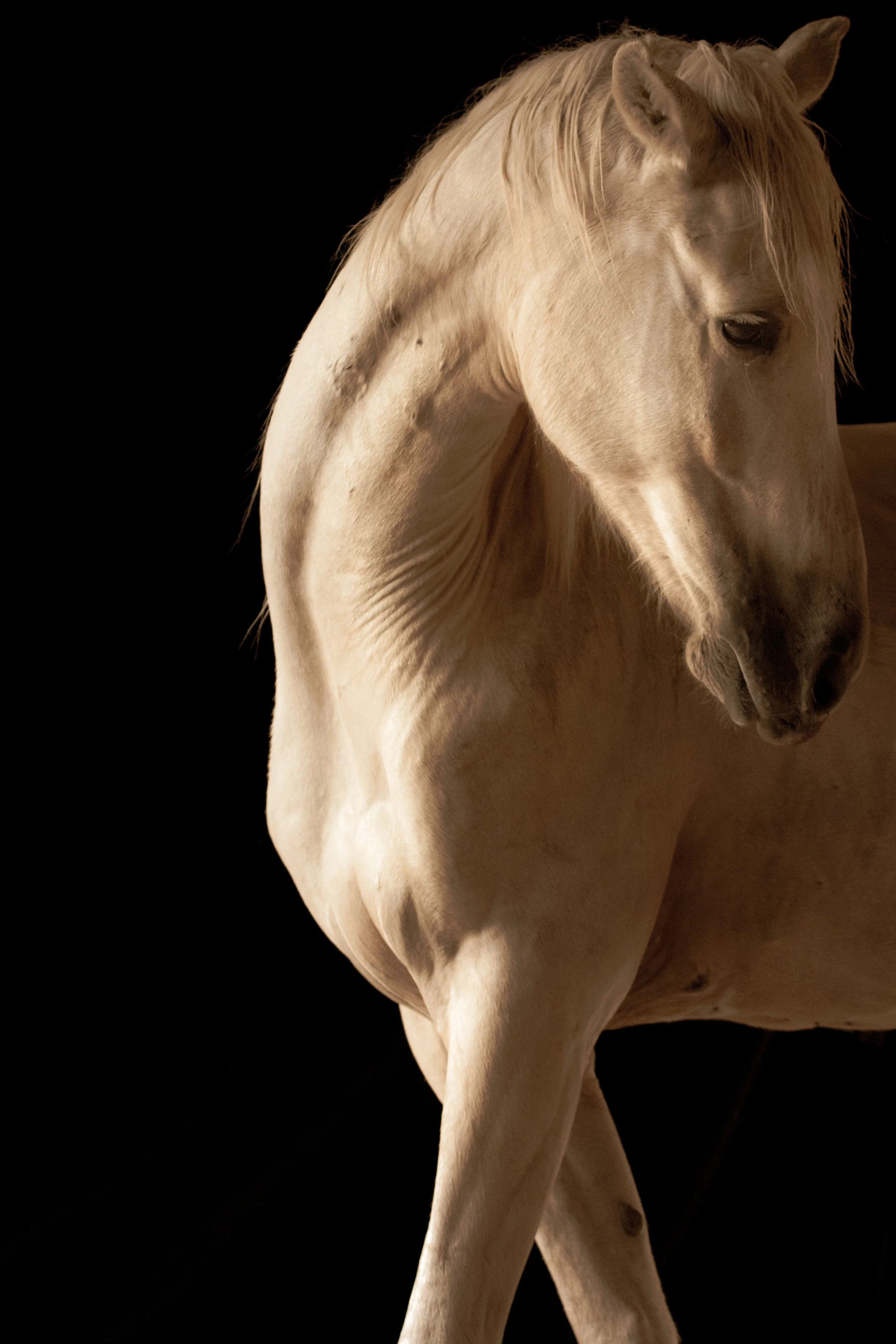 Emily Rath Orzabal — Tamed