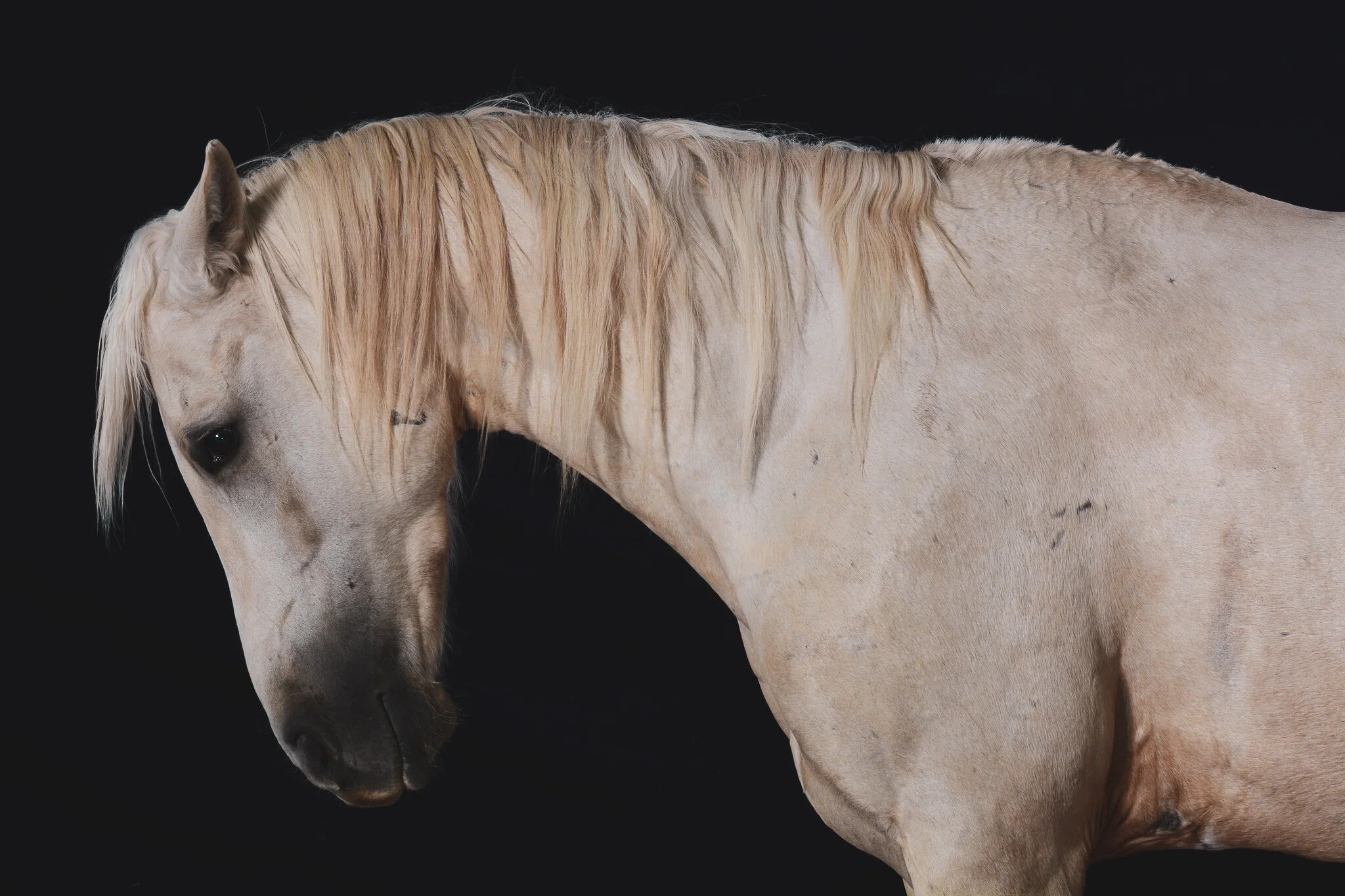 Emily Rath Orzabal — Tamed