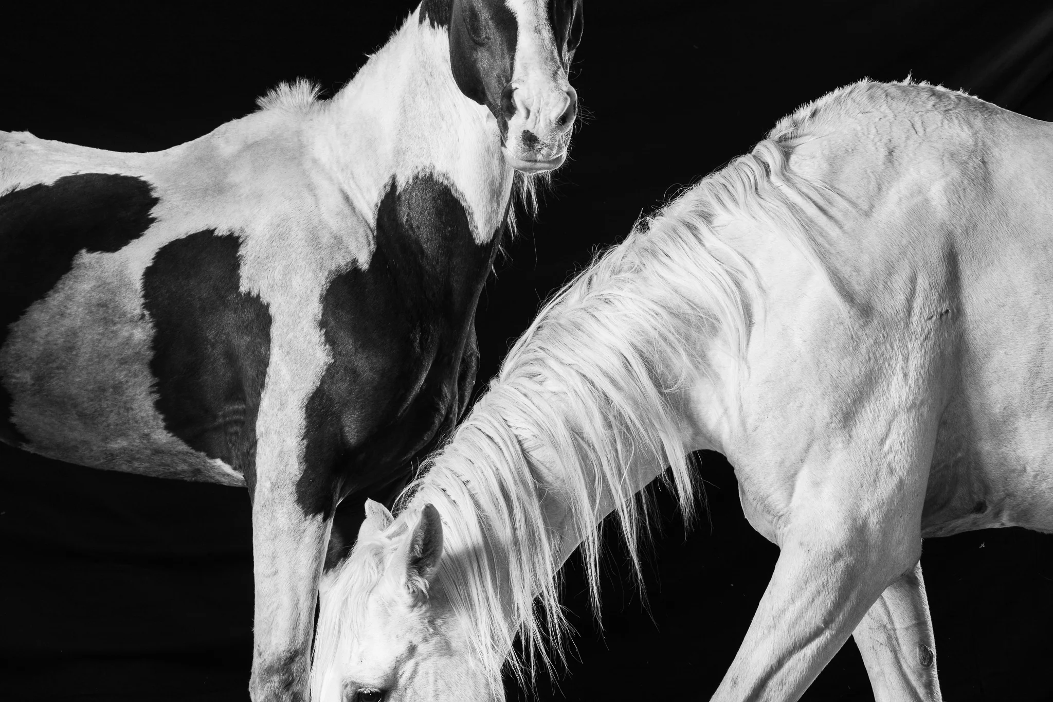 Emily Rath Orzabal — Tamed