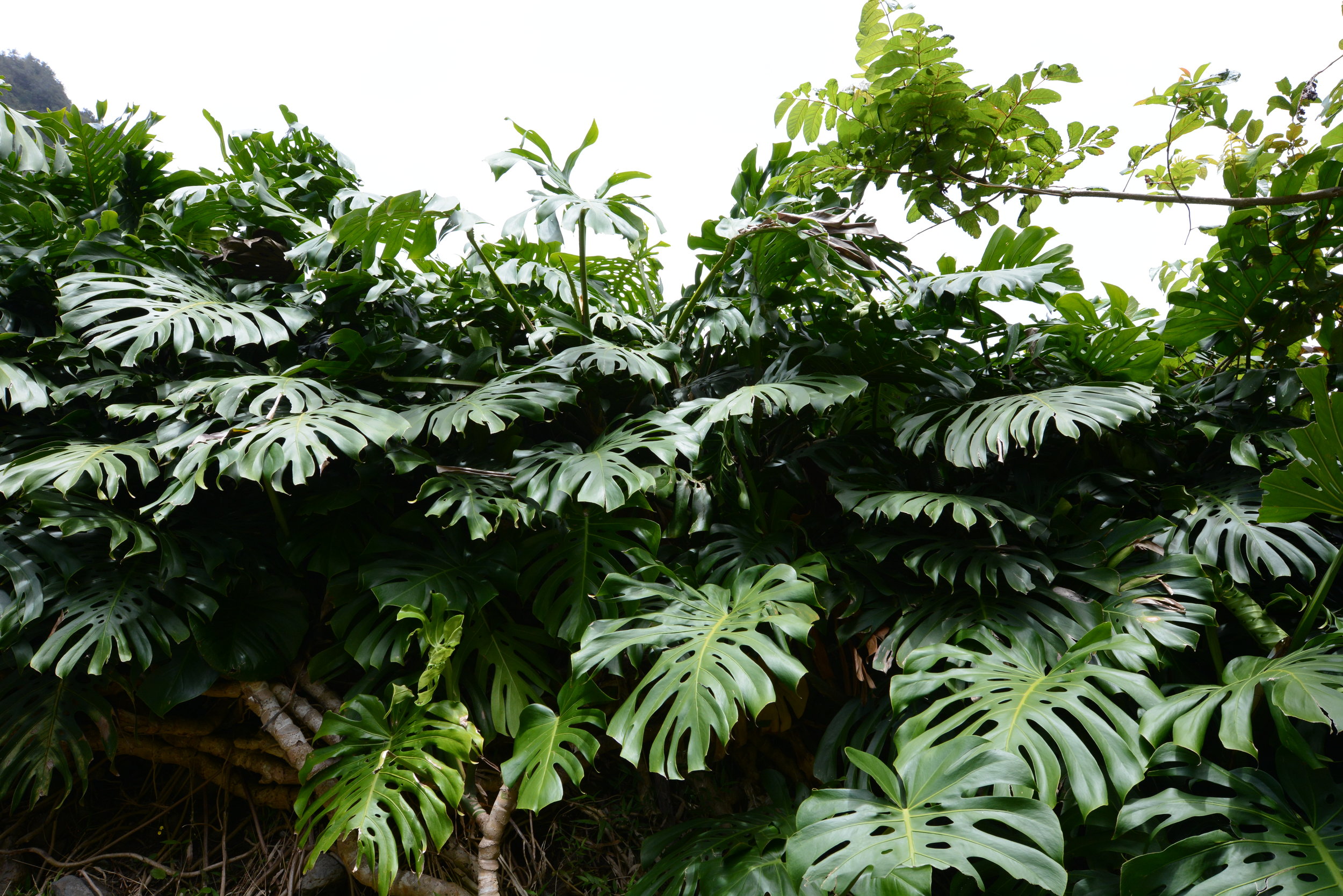 Emily Rath Orzabal — Tamed