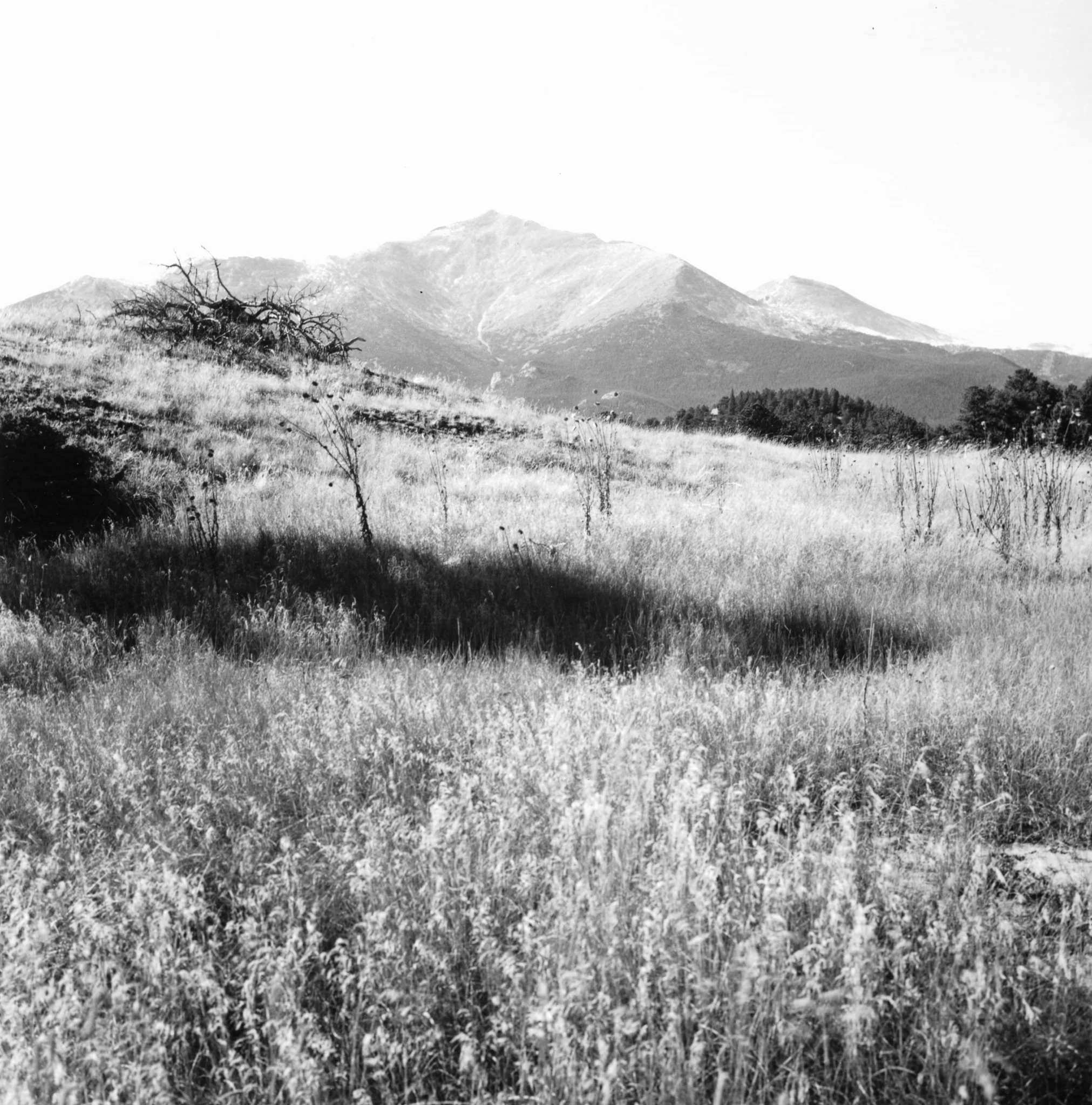 Emily Rath Orzabal — Wild