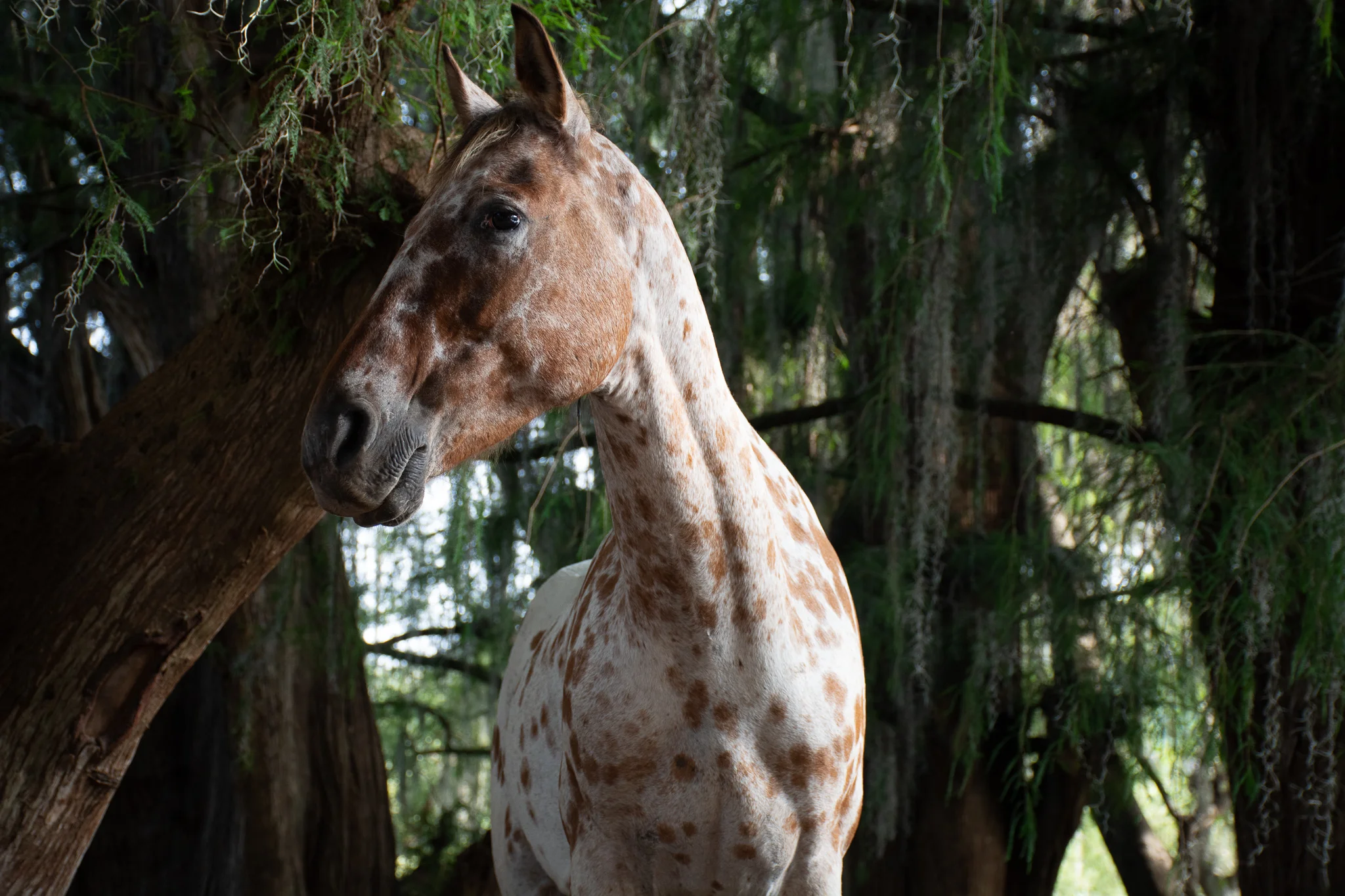 Emily Rath Orzabal — Tamed