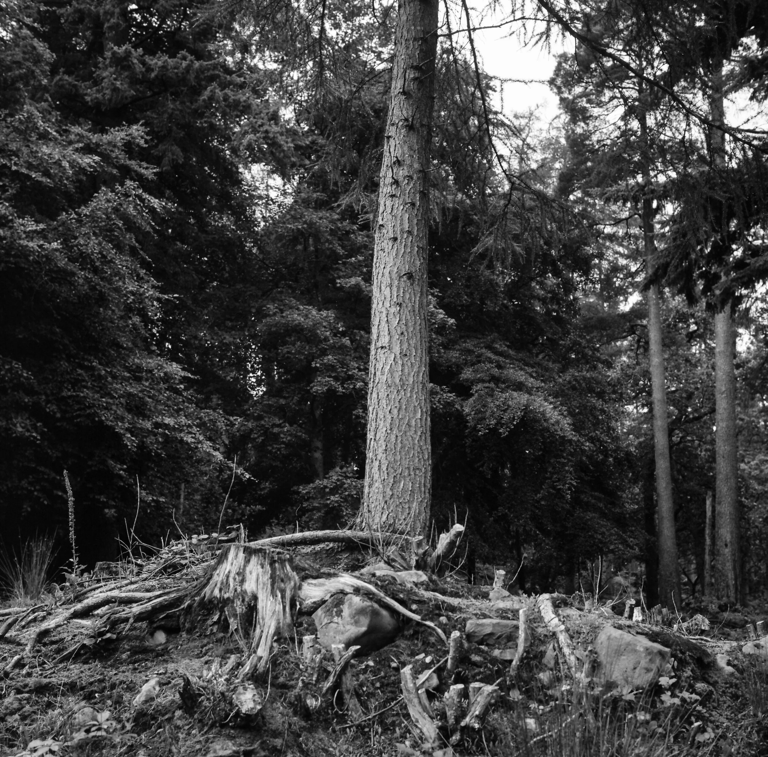 Emily Rath Orzabal — Wild