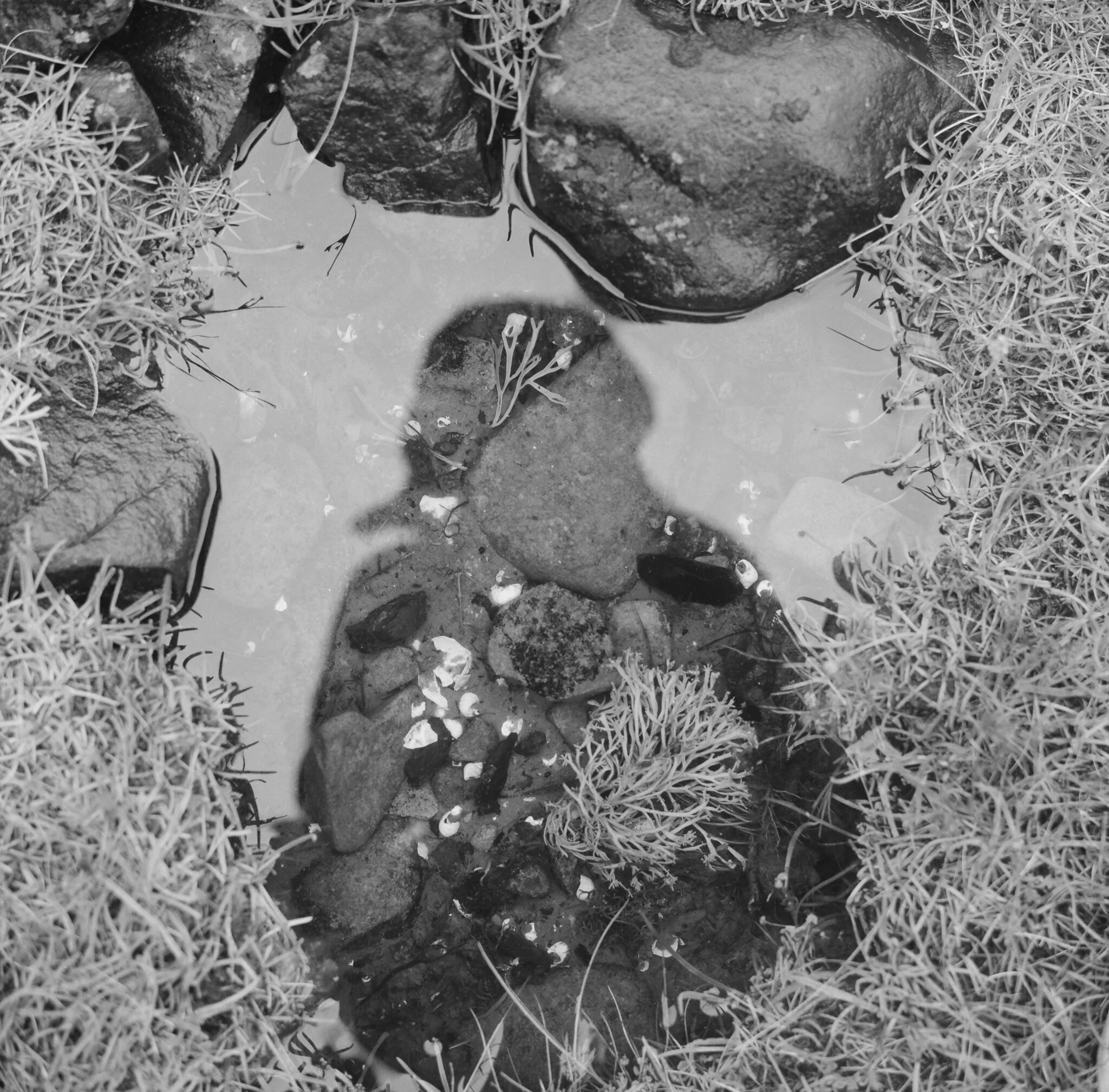 Emily Rath Orzabal — Wild