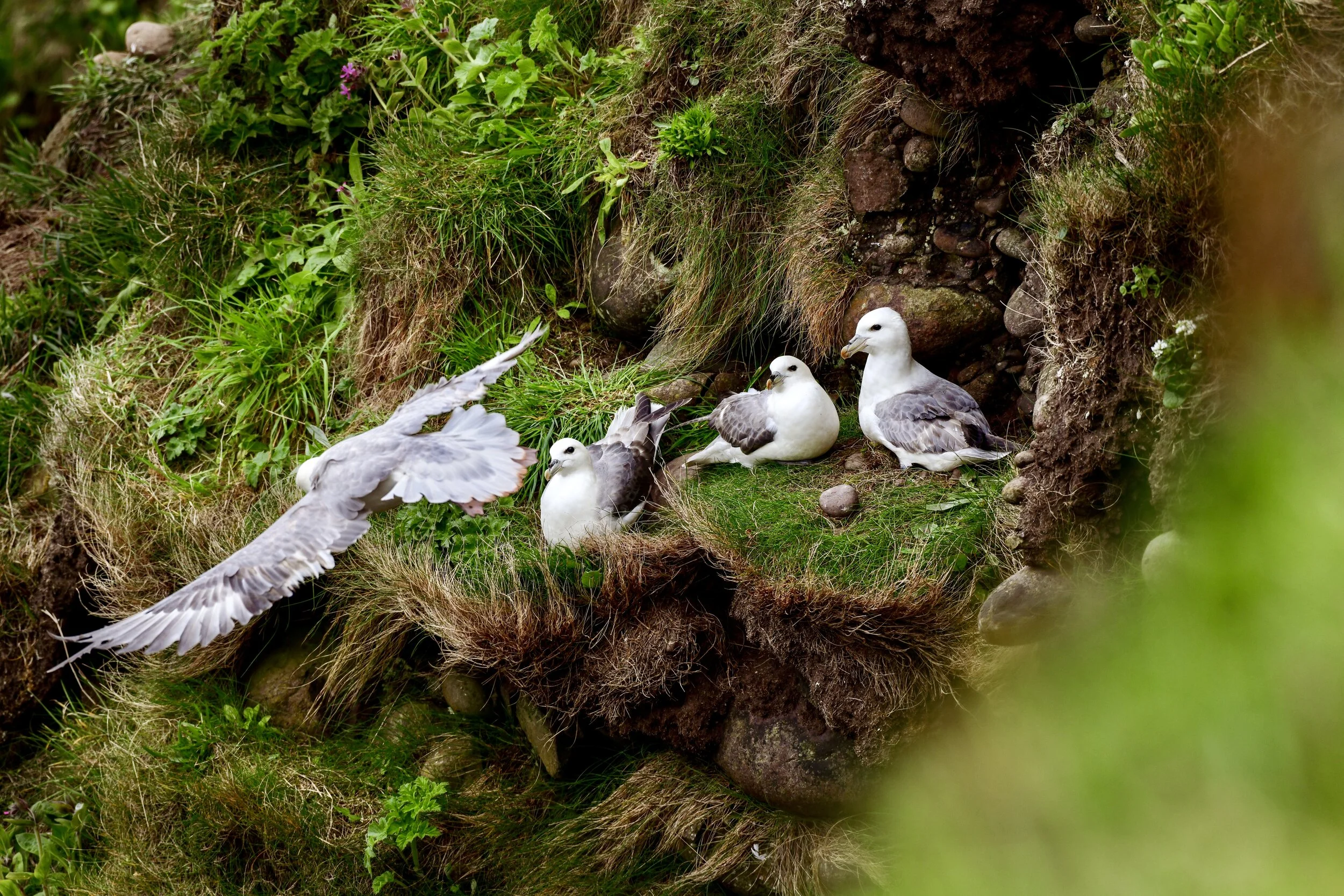 Emily Rath Orzabal — Wild