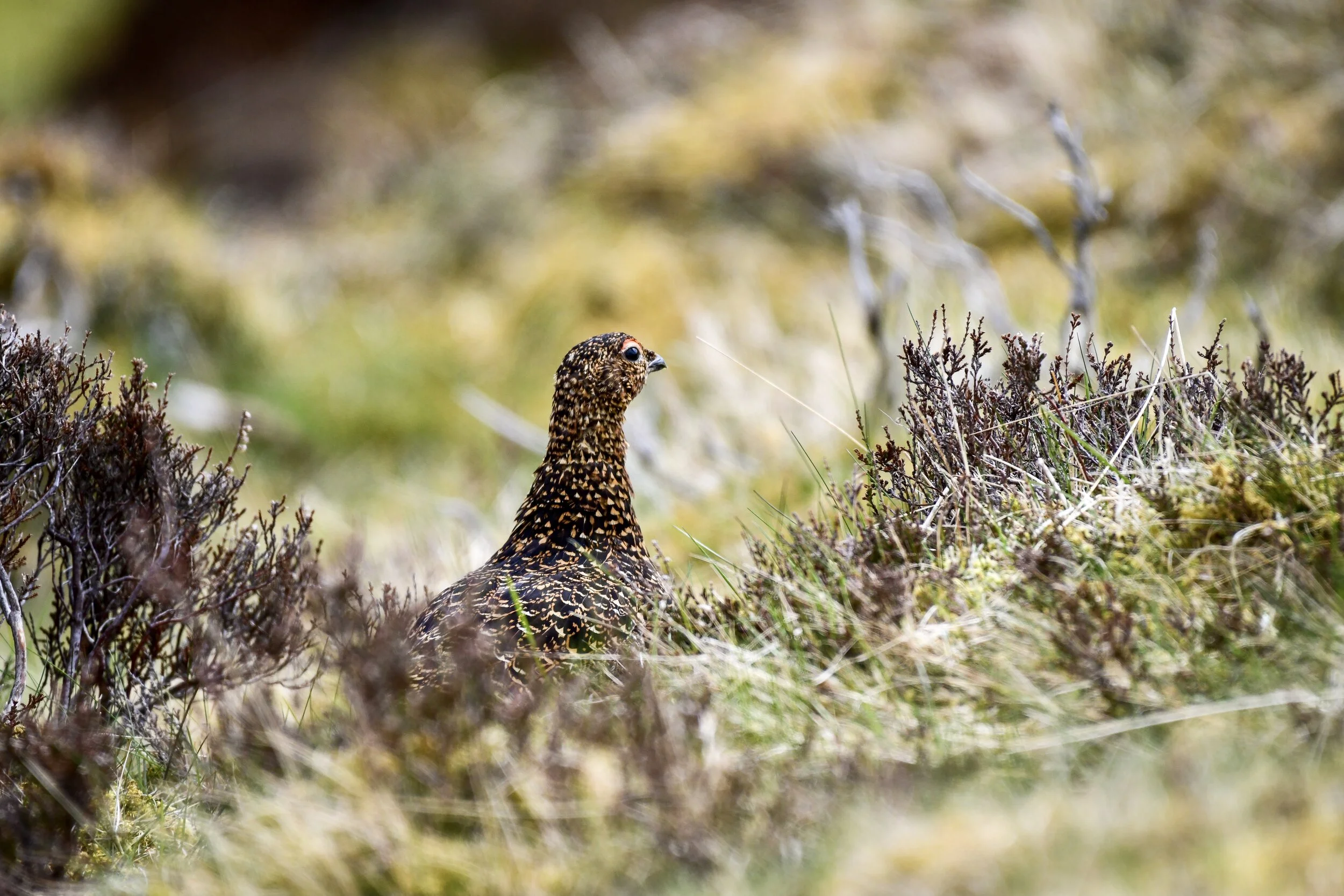 Emily Rath Orzabal — Wild