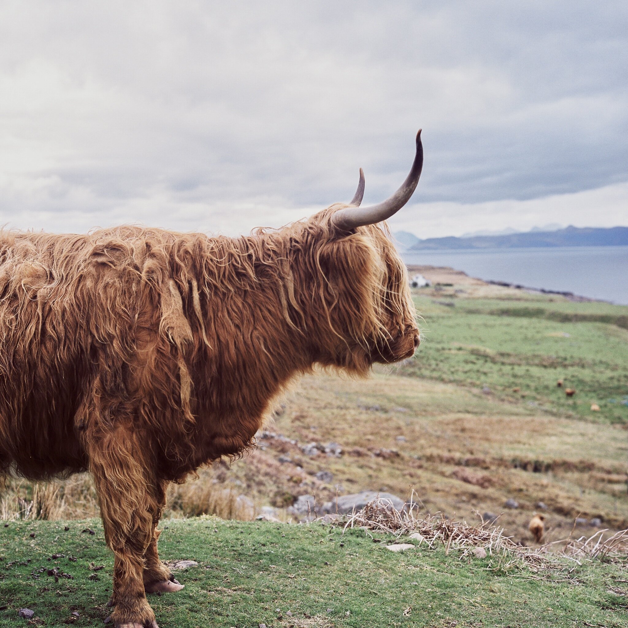 Emily Rath Orzabal — Tamed