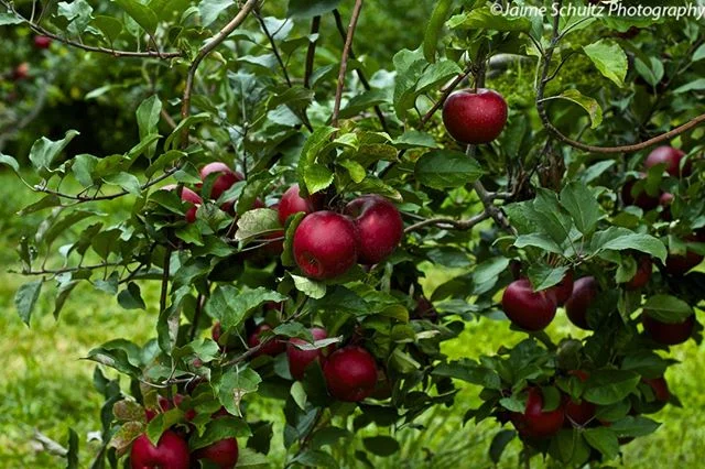 Welcome — Pennings Farm Cidery