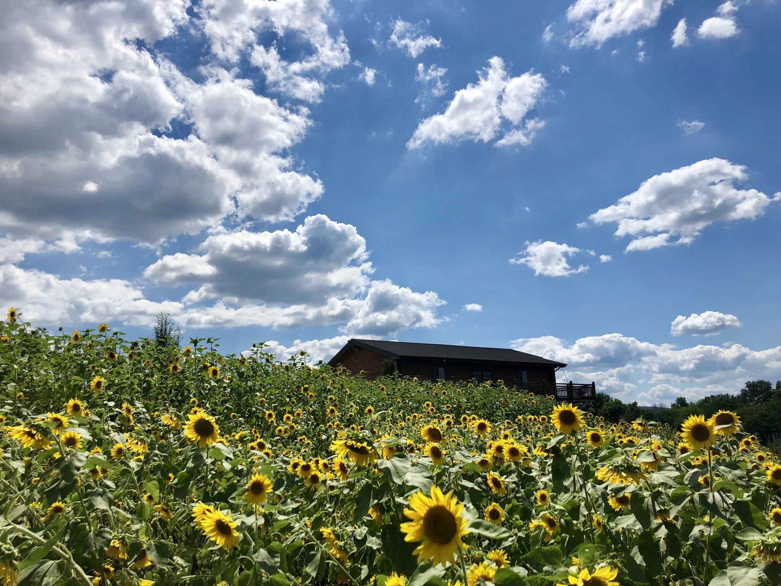 Booze From Honey — Orchid Cellar Meadery & Winery