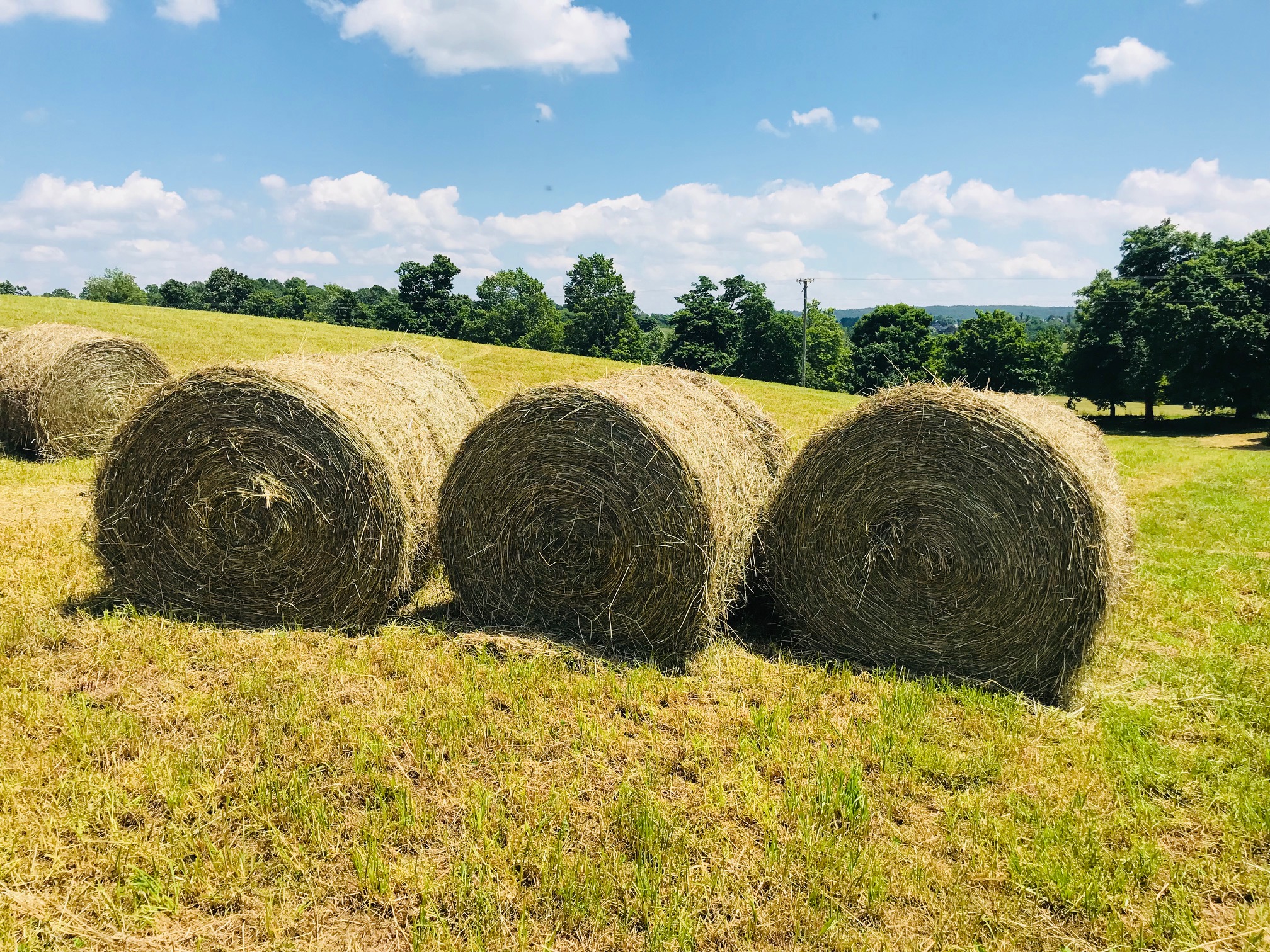 Red Clover Hay Bale