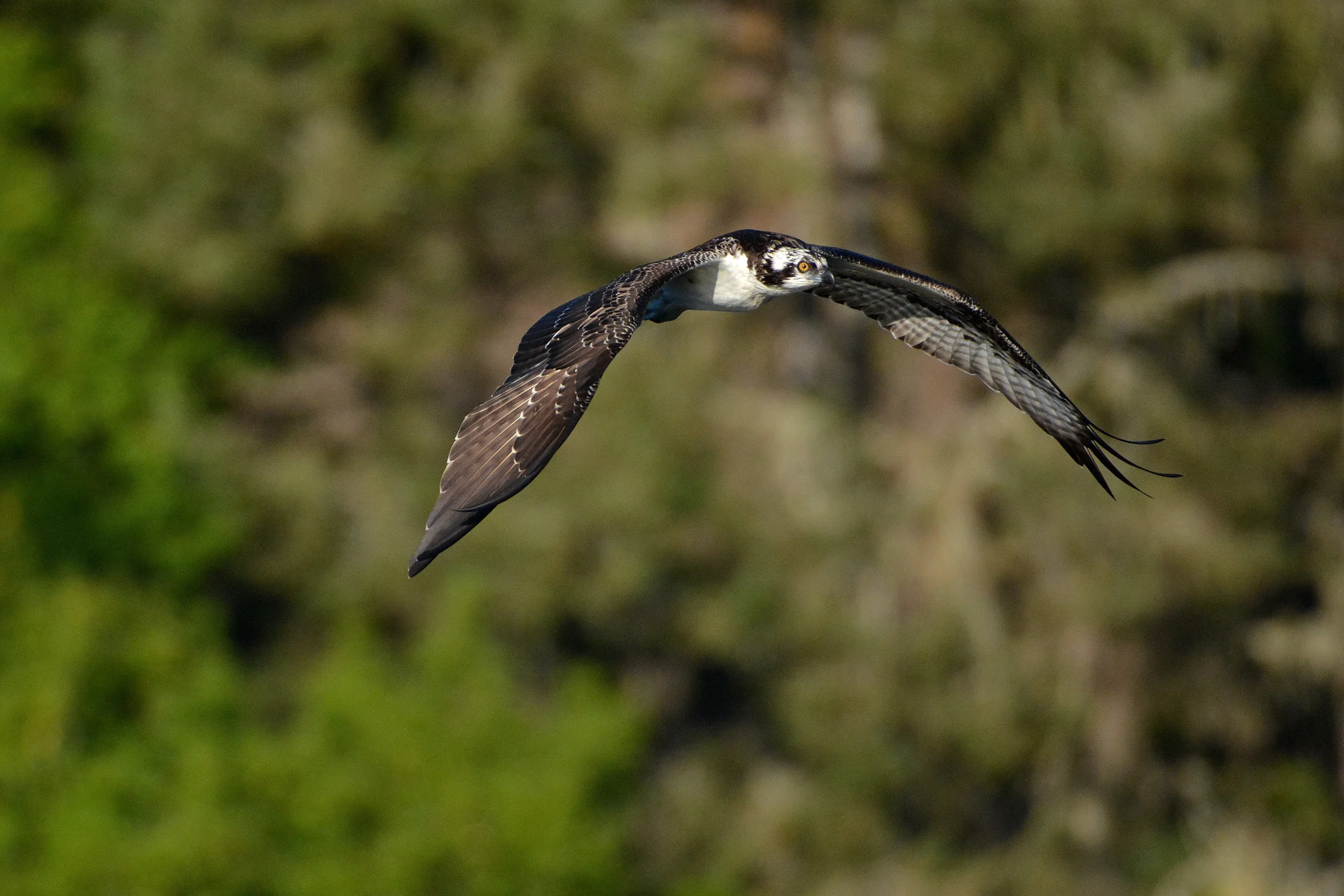 Seahawks Bird Of Prey