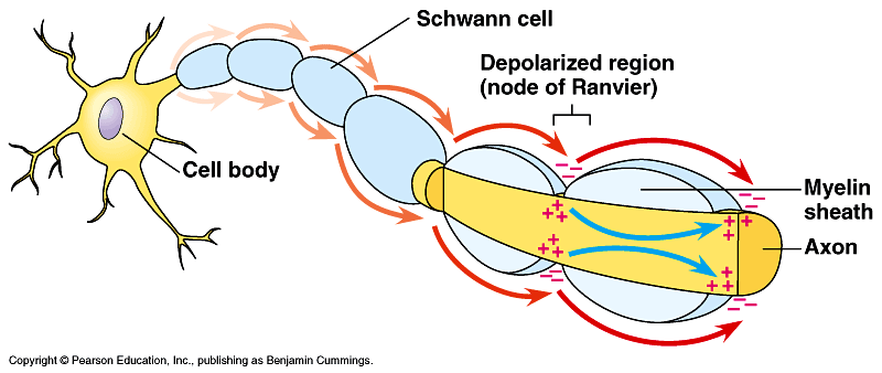 Saltatory Conduction