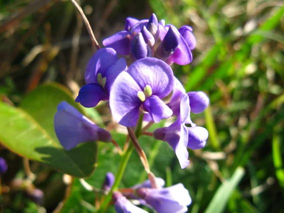 Natives of the Tweed — Grounded Garden & Design