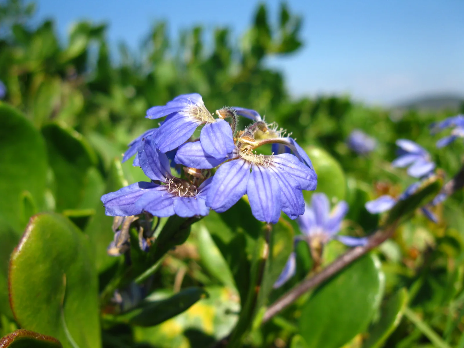 Natives of the Tweed — Grounded Garden & Design