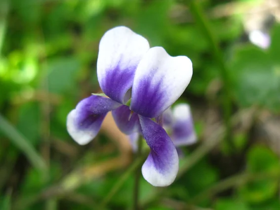 Natives of the Tweed — Grounded Garden & Design