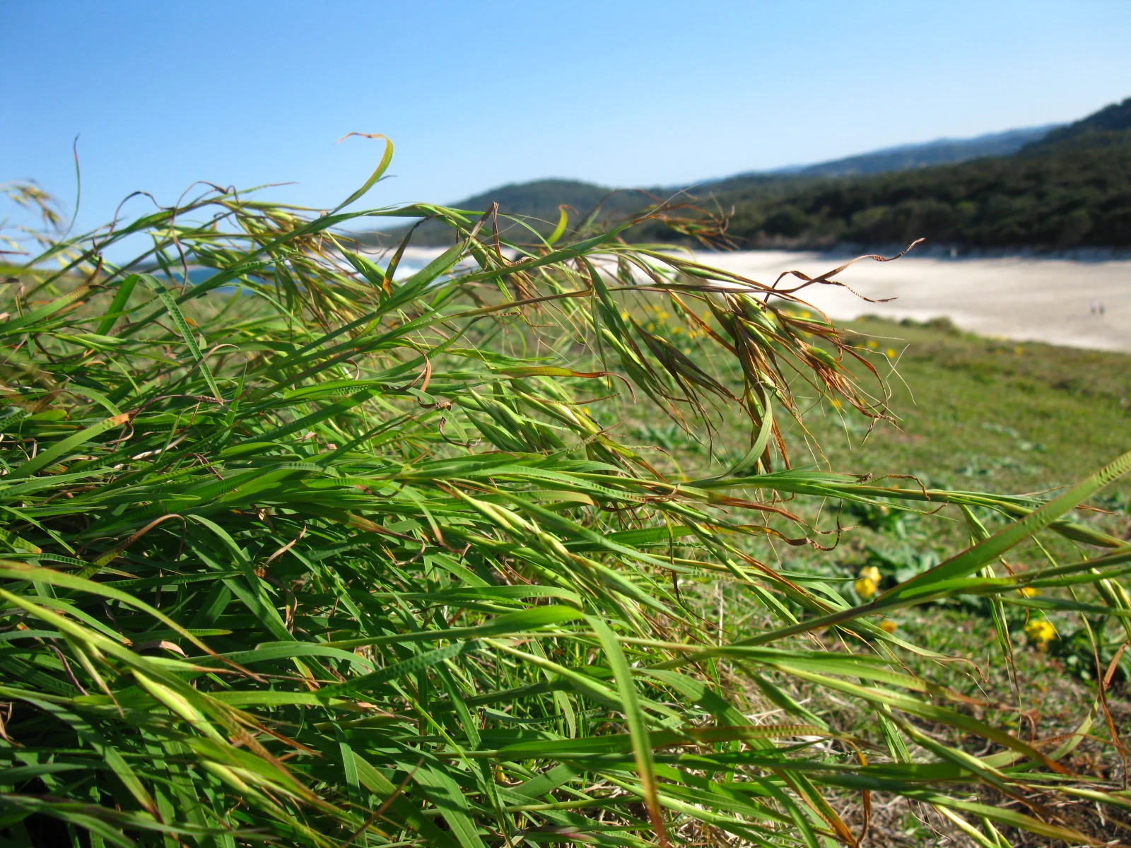 Natives of the Tweed — Grounded Garden & Design