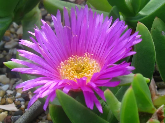 Natives of the Tweed — Grounded Garden & Design