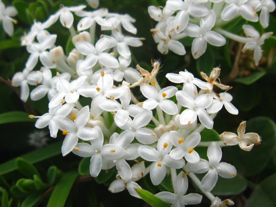 Natives of the Tweed — Grounded Garden & Design