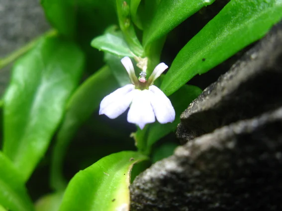 Natives of the Tweed — Grounded Garden & Design