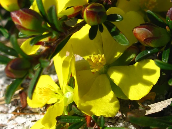 Natives of the Tweed — Grounded Garden & Design