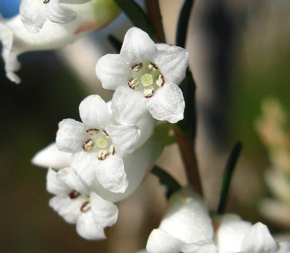 Natives of the Tweed — Grounded Garden & Design