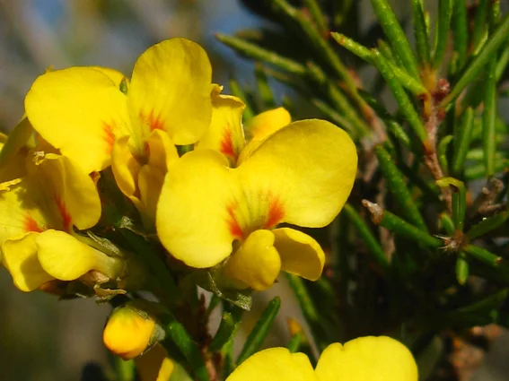 Natives of the Tweed — Grounded Garden & Design