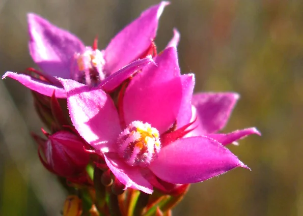 Natives of the Tweed — Grounded Garden & Design