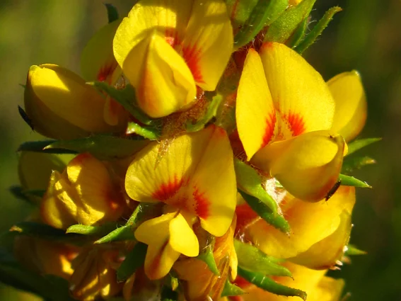 Natives of the Tweed — Grounded Garden & Design